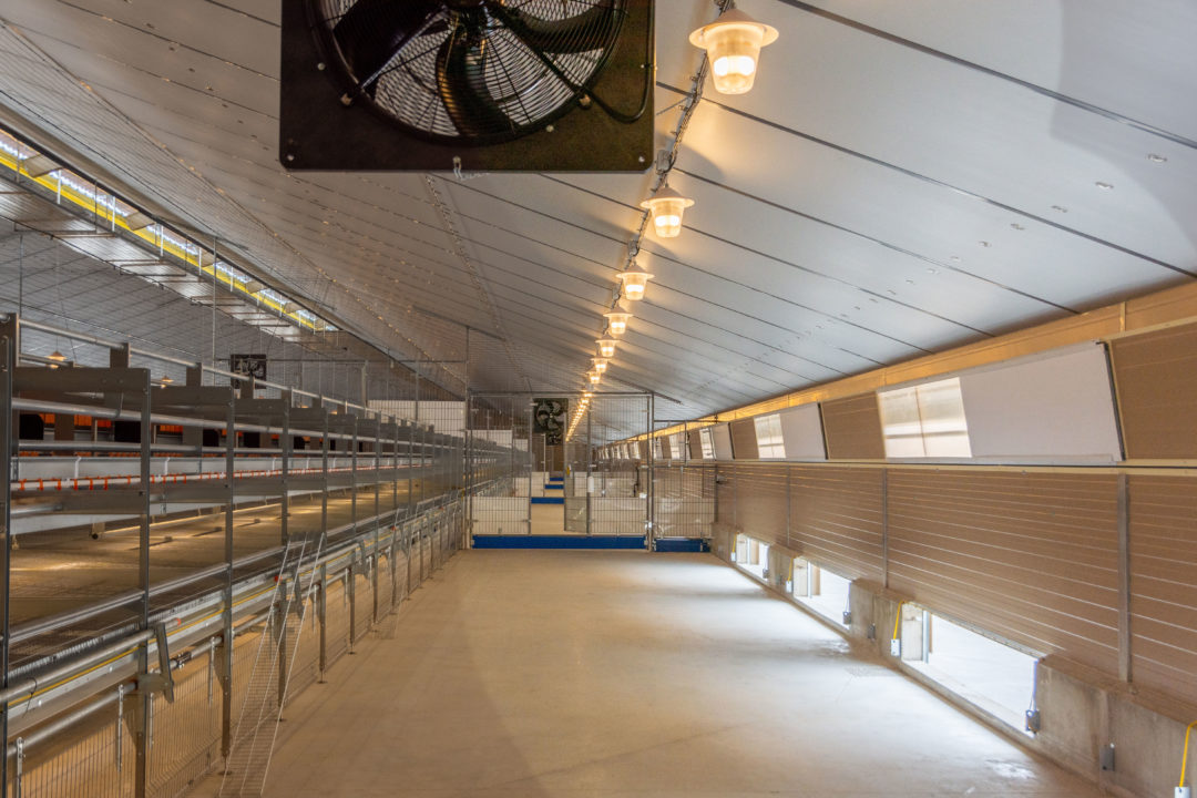 Volailles de chair - BFC Constructions