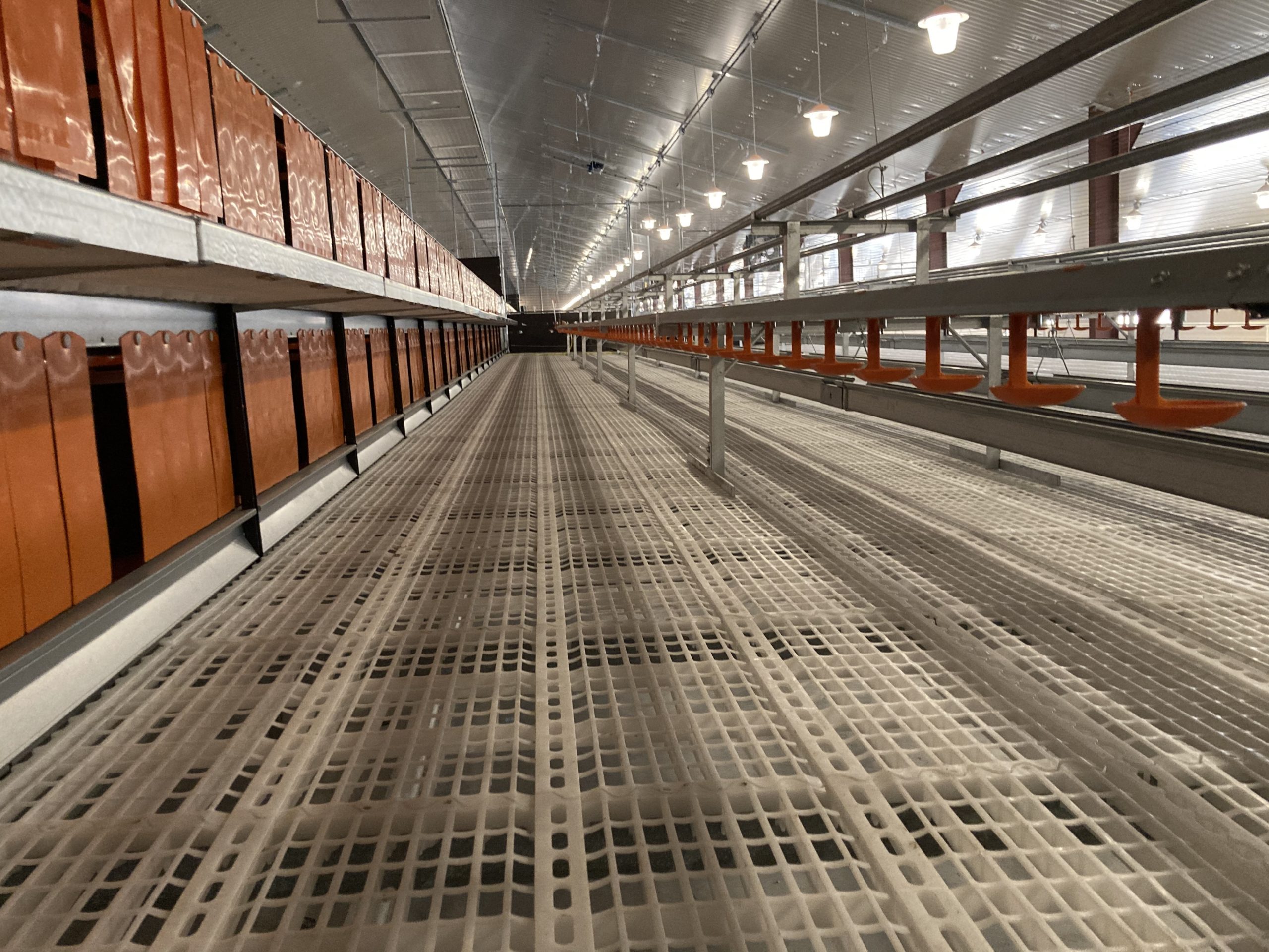 Pondoir automatique caillebotis - BFC Constructions