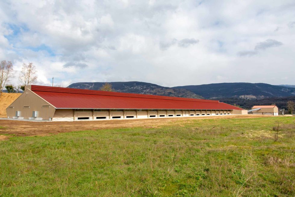 Poules pondeuses - BFC Constructions