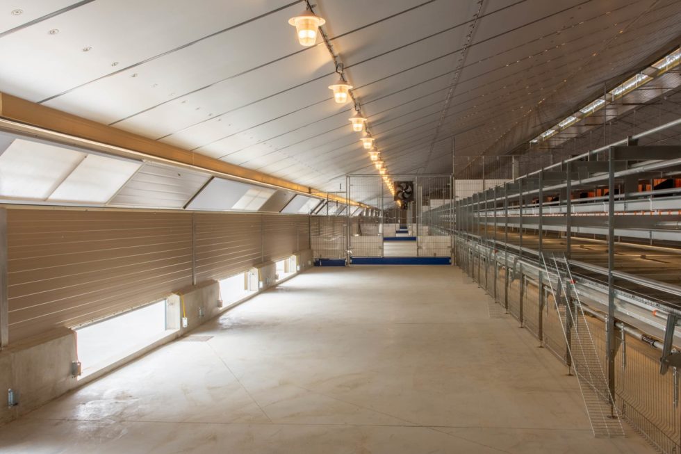 Bâtiment d'élevage avicole pour Poulettes - BFC Constructions
